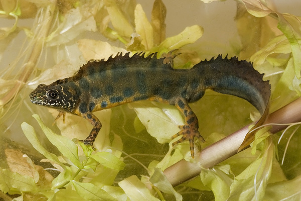 Il giardino delle Naiadi: ANFIBI TRASFORMISTI