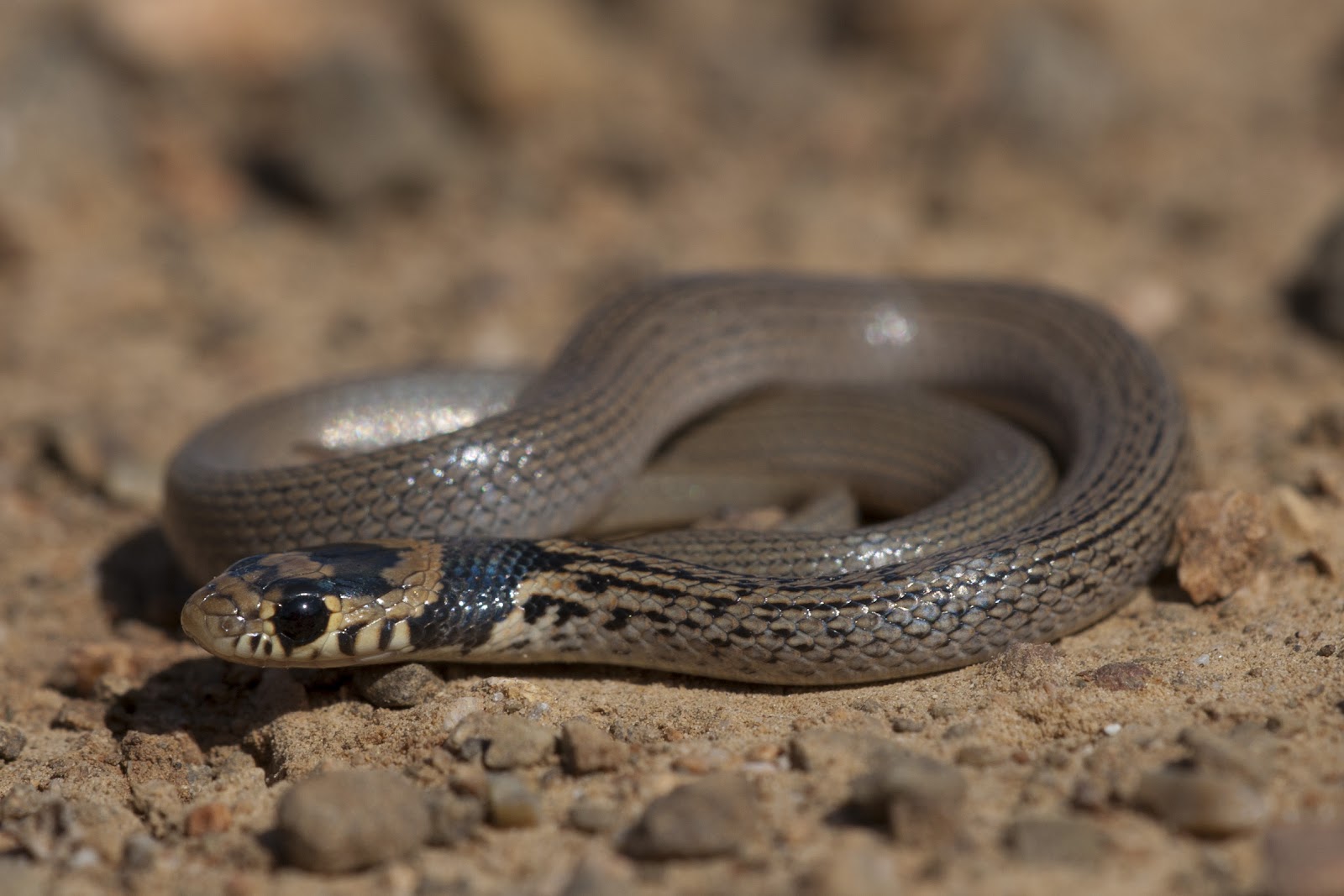 Yorkshire Field Herping and Wildlife Photography: Field Trip to the ...
