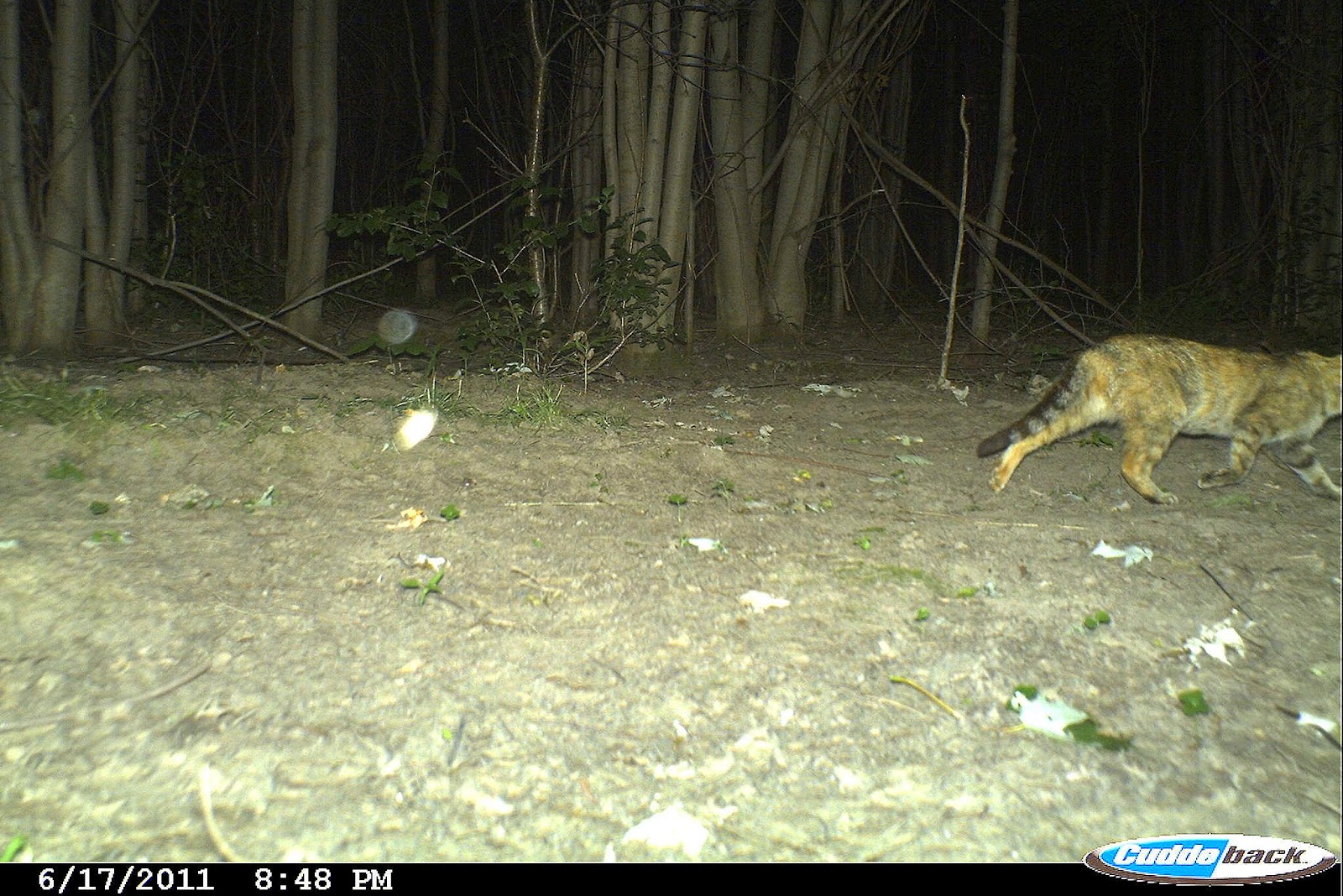 Backyard Beasts: Feral cat on the camera trap