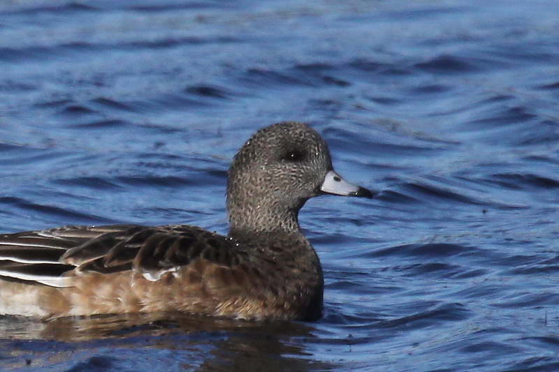 Tails of Birding: Dabbler ID for #1