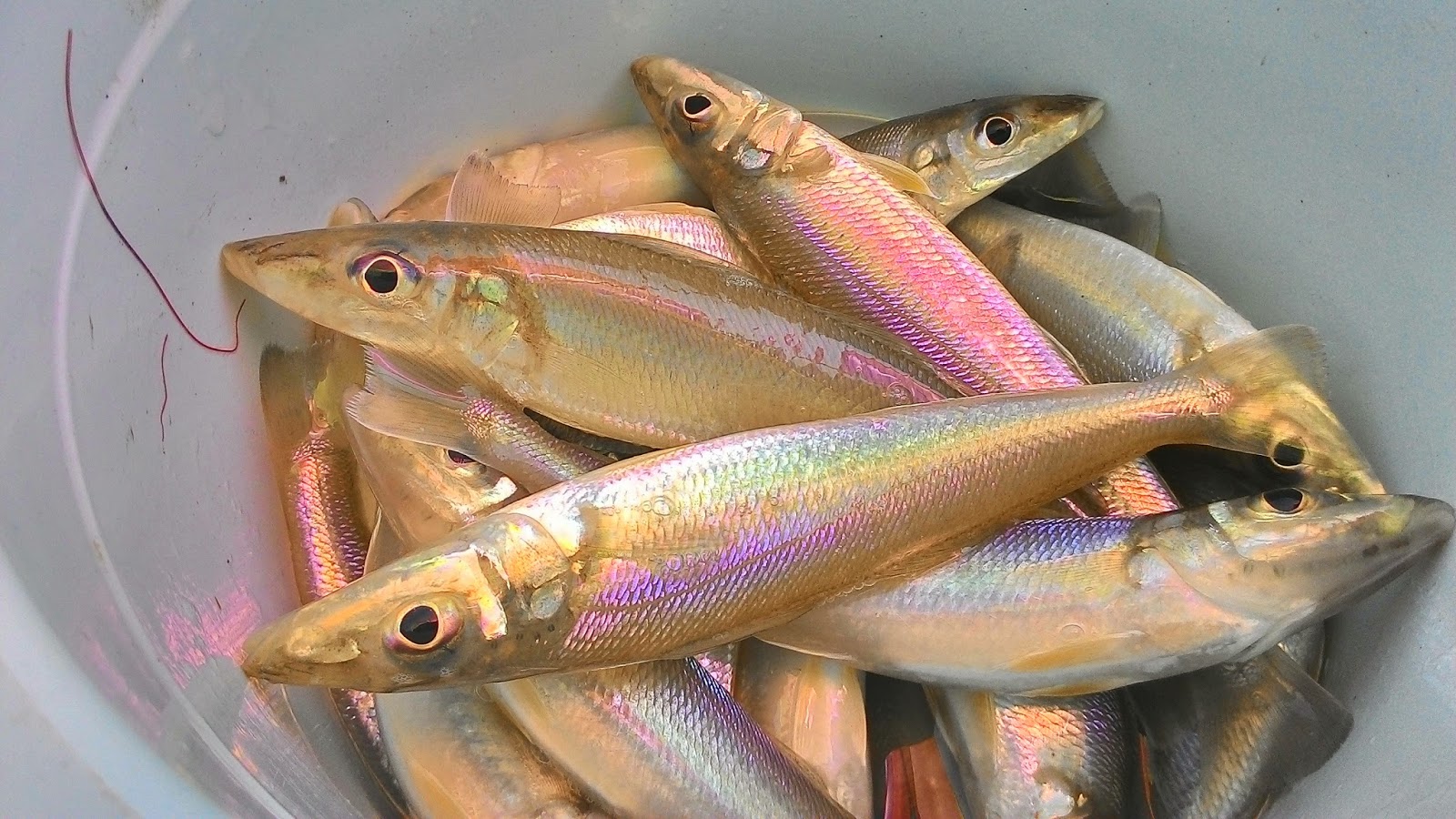 nantanakan: ตกปลาเห็ดโคน (Fishing Silver Sillago)