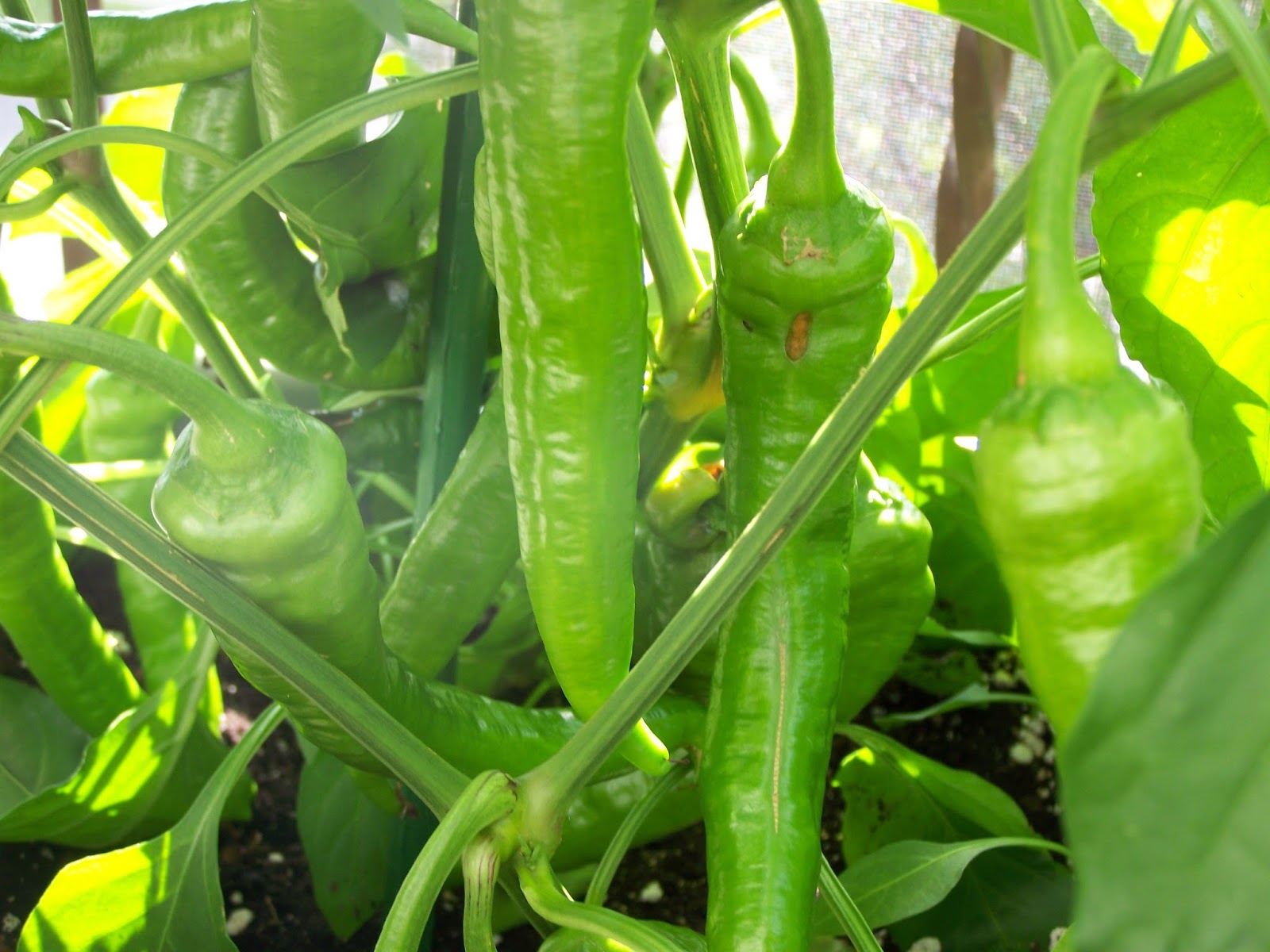 Captive Roots: Plant Peppers and Tomatoes Deep for Higher Yields and ...