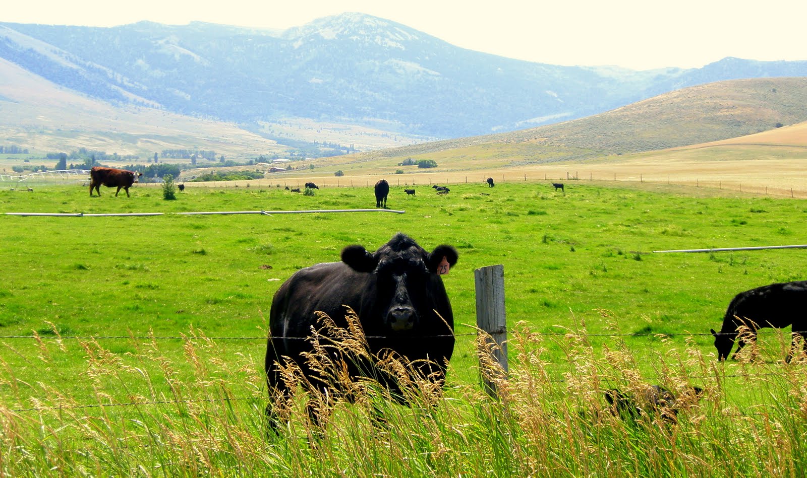 Place: Albion, Idaho ~ IDAHOMAN