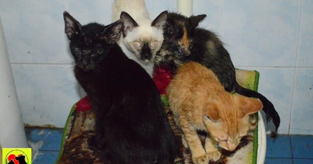 Ubat Cirit Birit Anak Kucing - Rawatan n - ubat cirit kucing - Qialliru