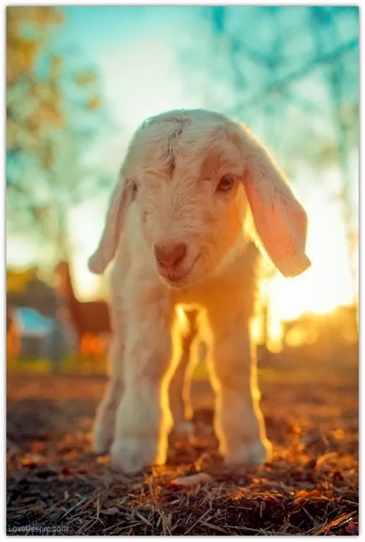 Cute Little Creatures