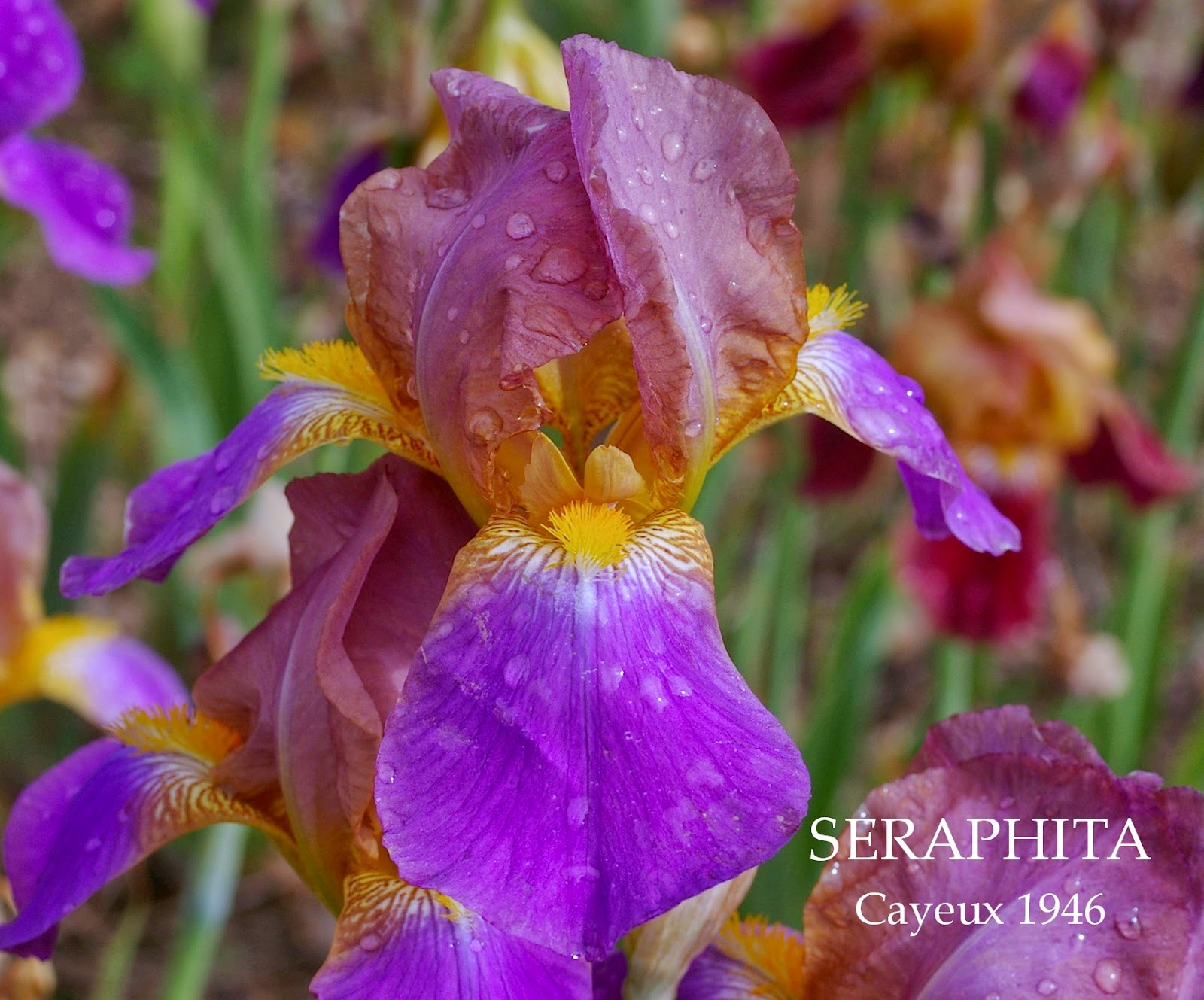 French Historic Tall Bearded Iris SERAPHITA ~ HERITAGE IRISES