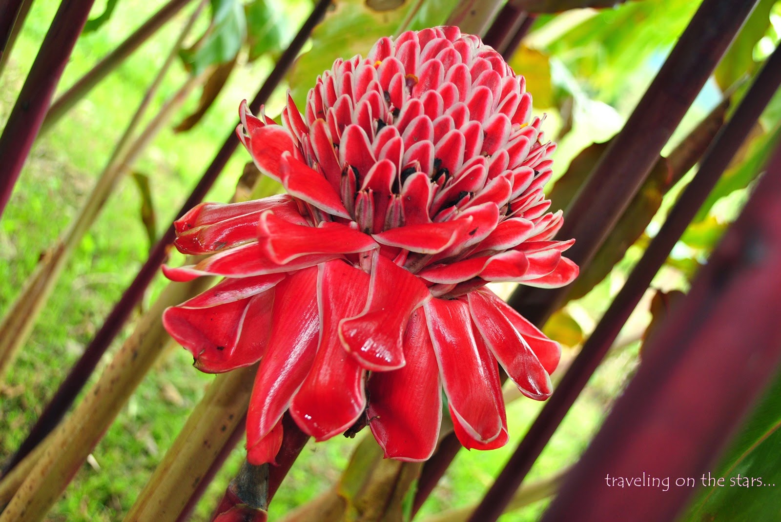 traveling on the stars...: Perú: Oxapampa y San Ignacio