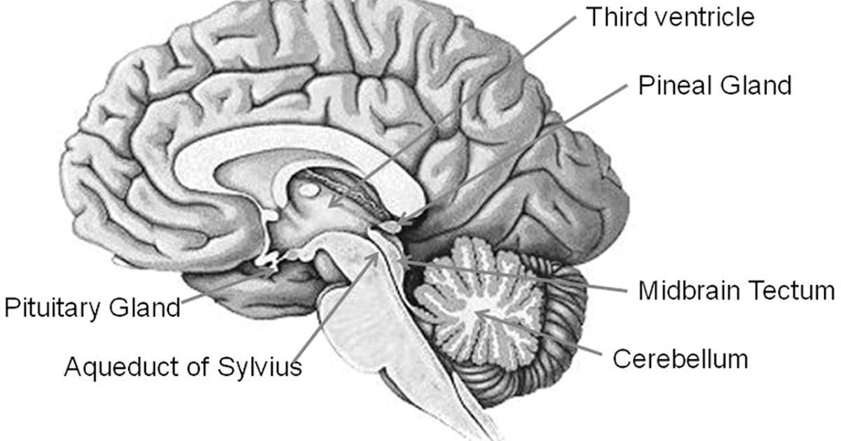 Walter's Hydrocephalus Education blog: What is endoscopic third ...