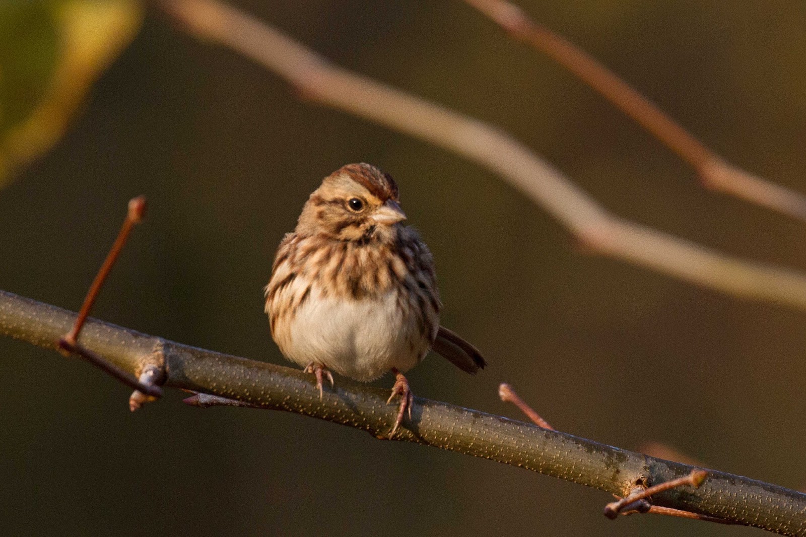 Philly Bird Nerd : Birding Local