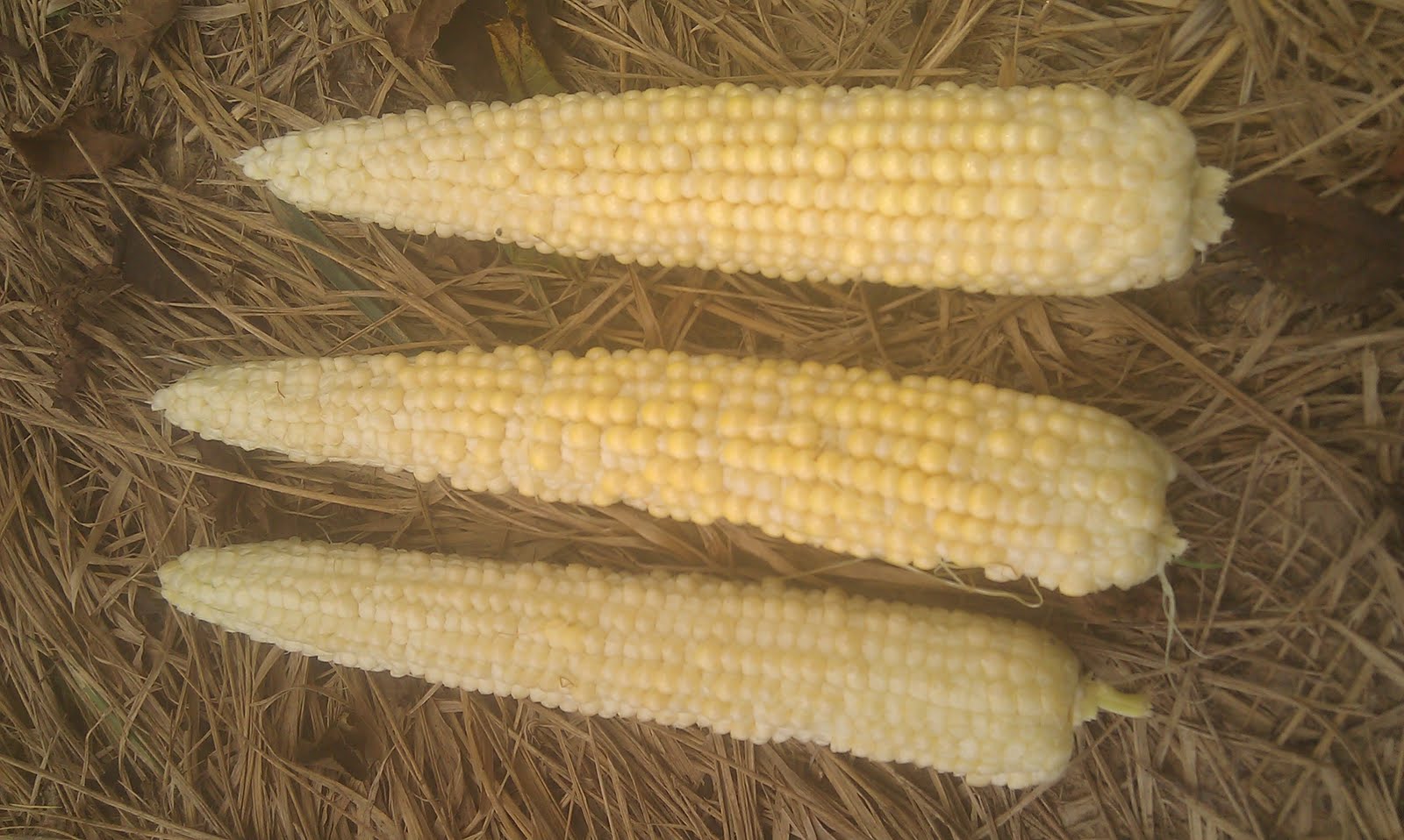 Grain Crops Update: Bad Pollination - Heat a Culprit