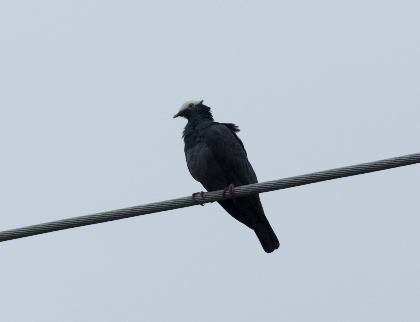 Pixie Birding: Florida Birding Trip Report - Day 8 (The Dry Tortugas ...