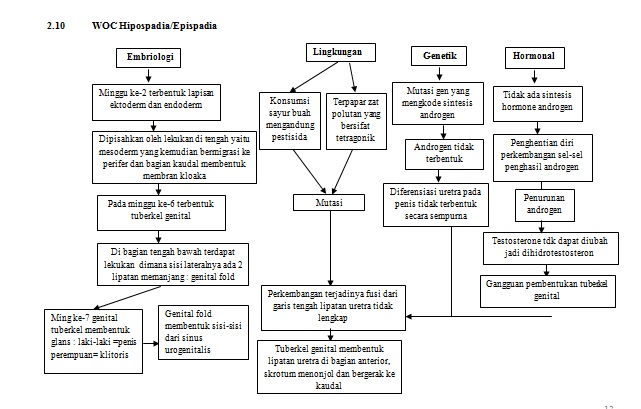 Febyana Dwi: ASKEP hipospadia / epispadia