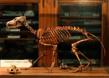Abe's Animals: When and how 3 animals went extinct in unknown times