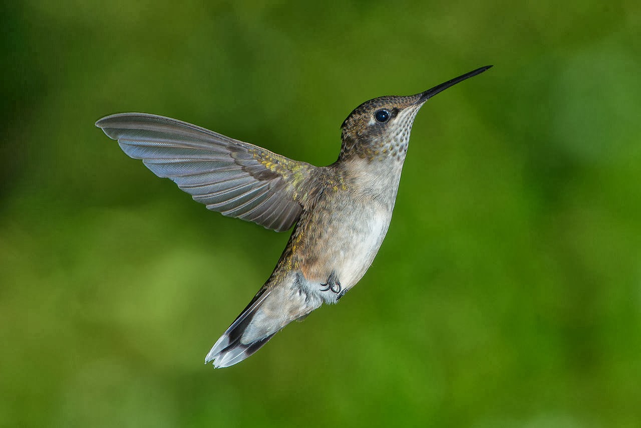Colibrí macho joven ( Archilochus colubris ). Fuente: Juvenile Male ...
