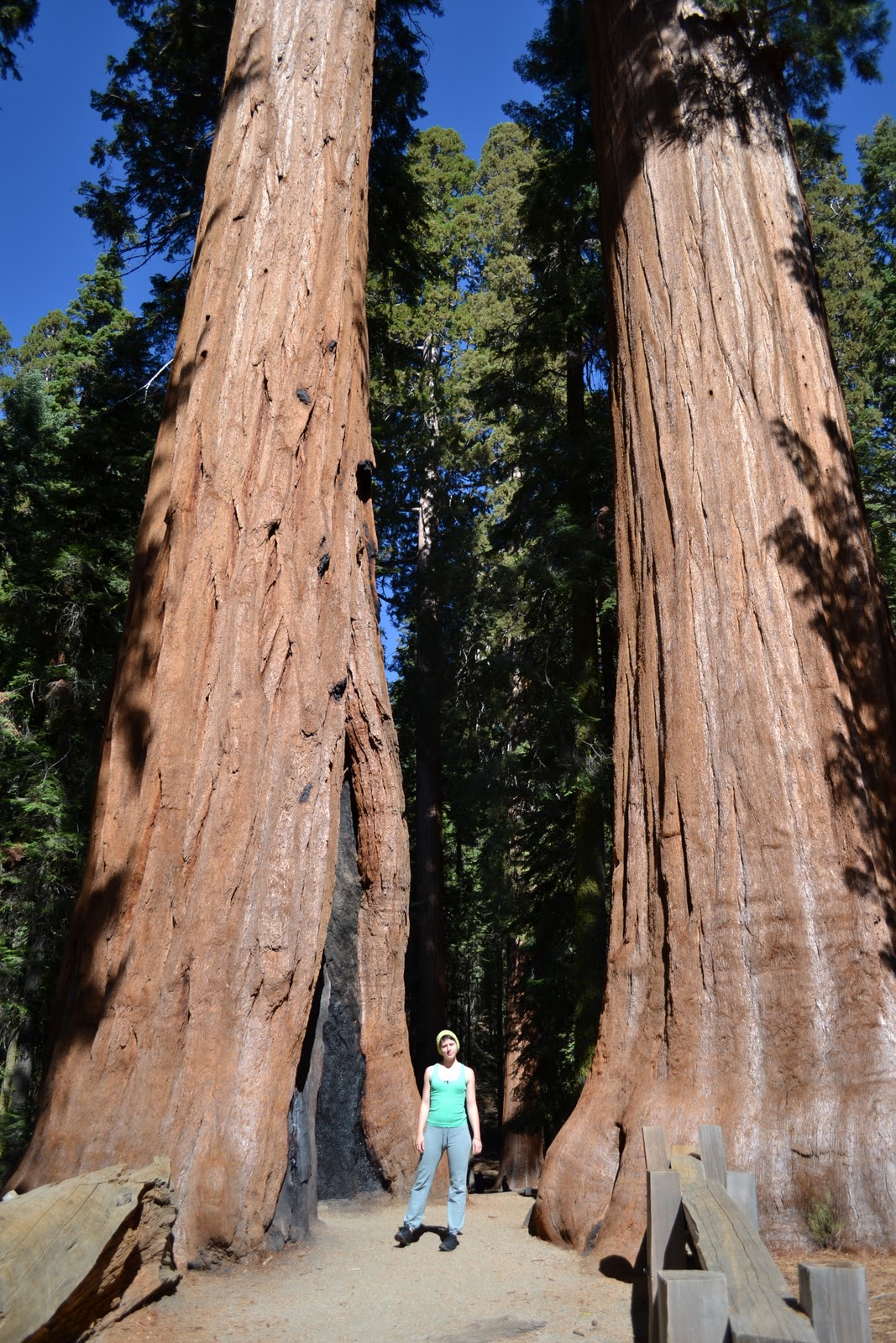 My Yellowstone life: Sequoia National Park
