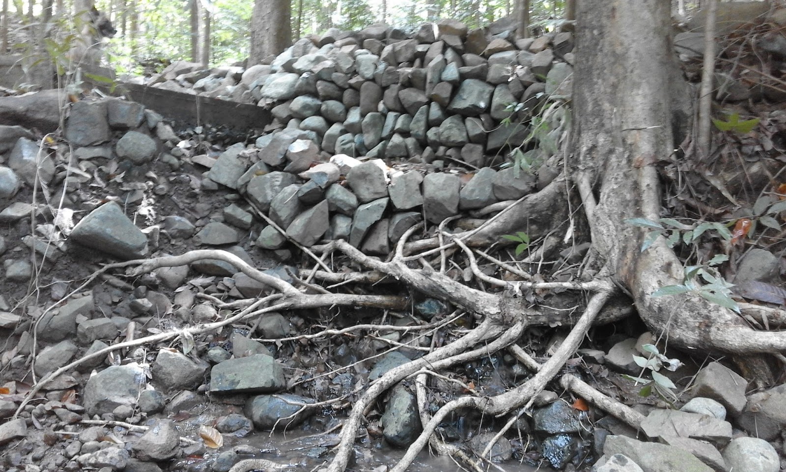 Sustainable Development: Terraces Beside Narra Trees, Part 3