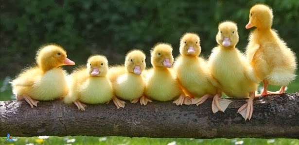 Patinhos fofos ~ Mundo Animal