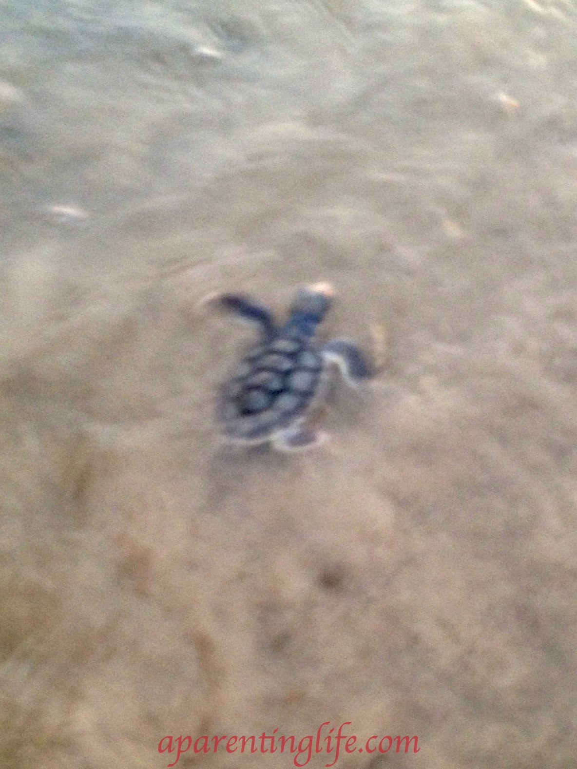 A Parenting Life: Hurtle Turtle Outta Here (Turtle Facts)