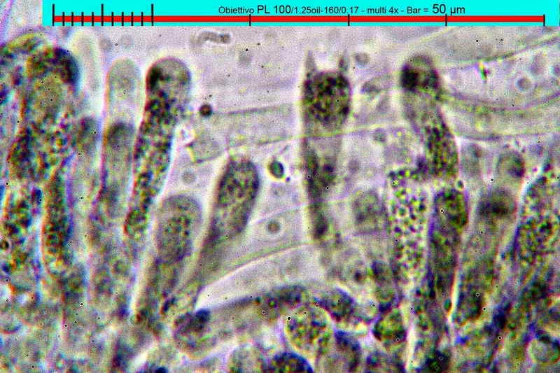 Funghi Teramani: Calocybe ionides (Bull.) Donk