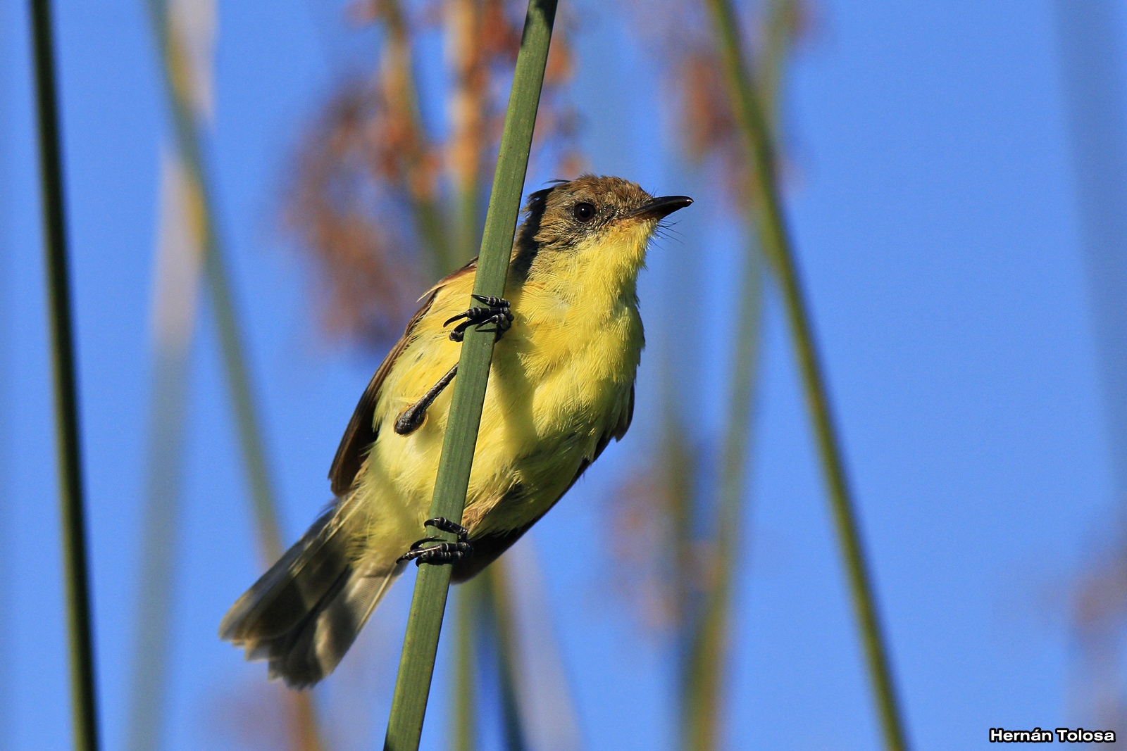 Aves de Argentina: Imágenes de doradito común