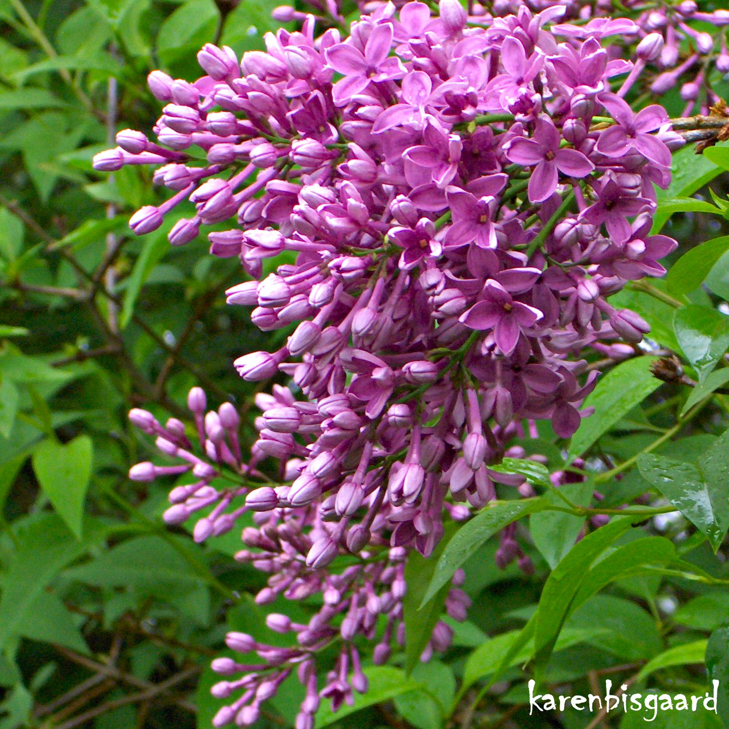 Karen`s Nature Photography: Blooming Light Pink Lilacs in Garden.
