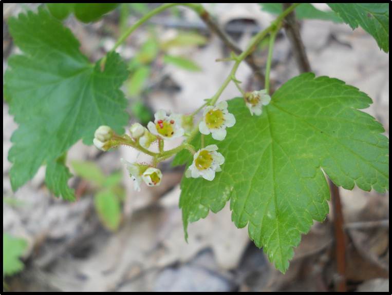 Savoir-faire à conserver: Des fleurs, promesses de fruits comestibles à ...