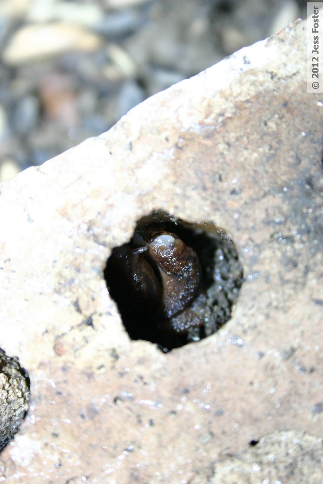 Sluggin' Along: Slug Waste Disposal: Part 2