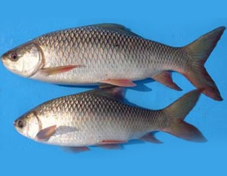 Cirrhinus mrigala - mirigal | FRESHWATER FISHES OF SRI LANKA