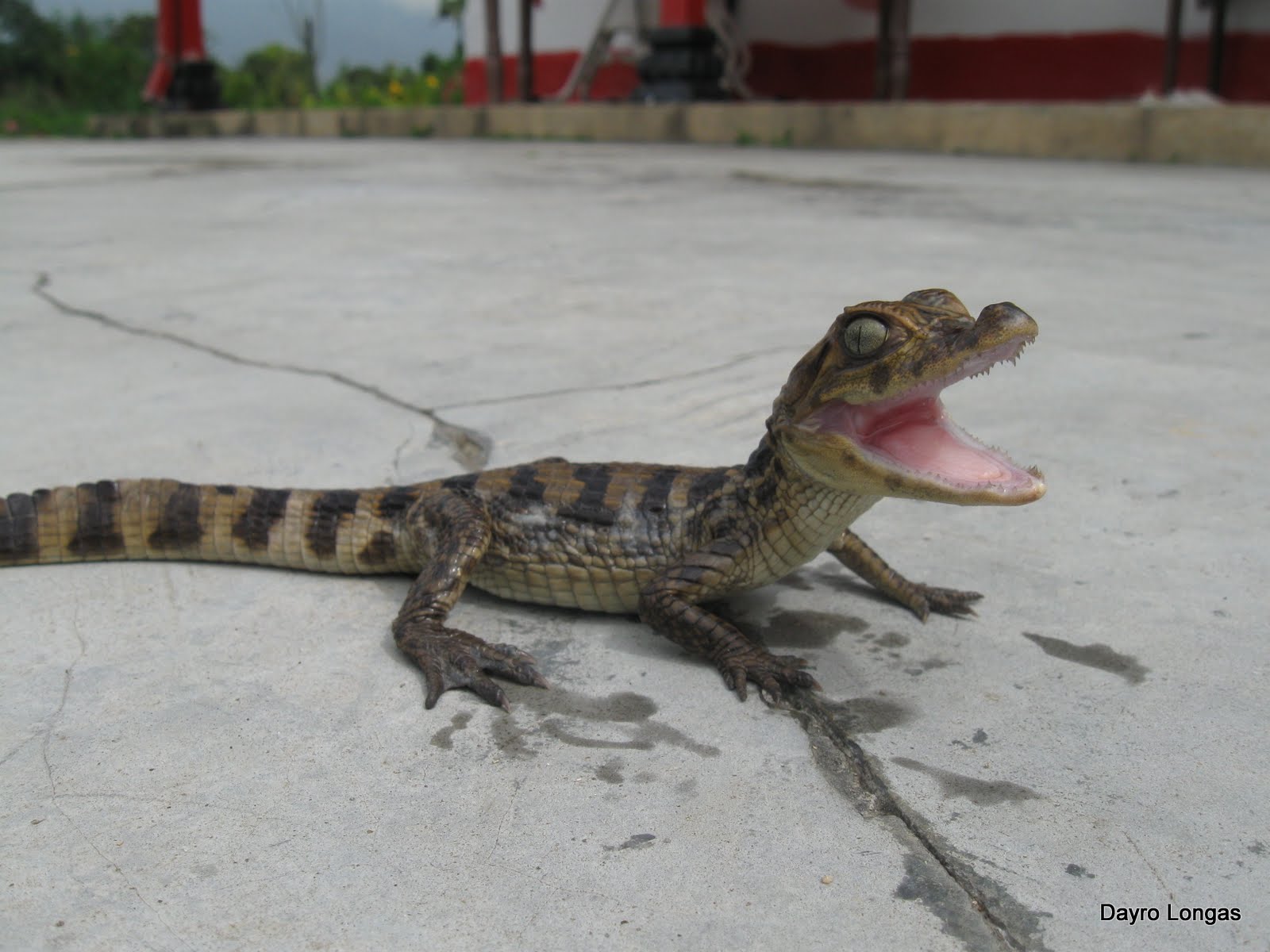 Fauna de Colombia - Wildlife Colombia: Babillas