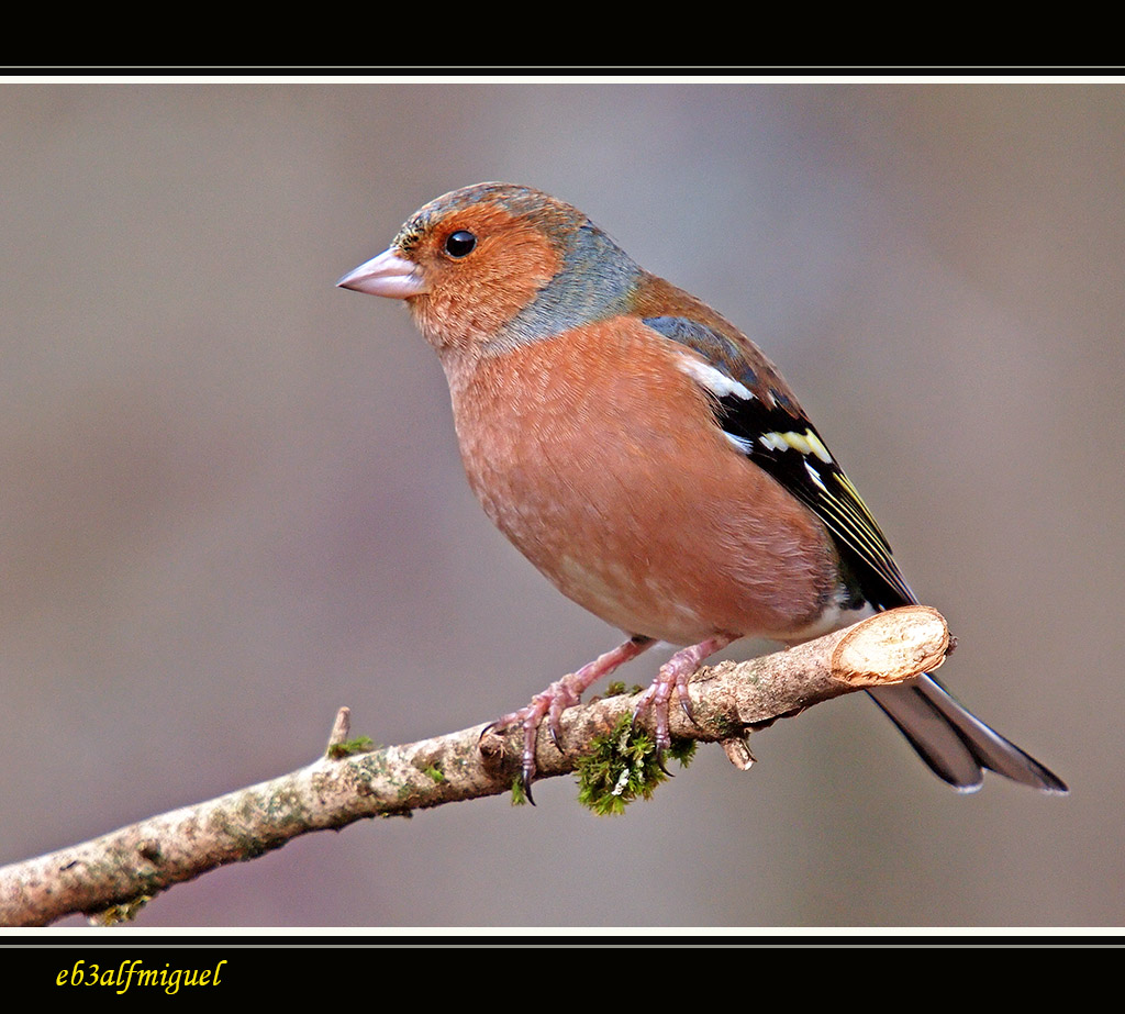 MIS AMIGAS LAS AVES: Pinzón vulgar (fringilla coelebs)