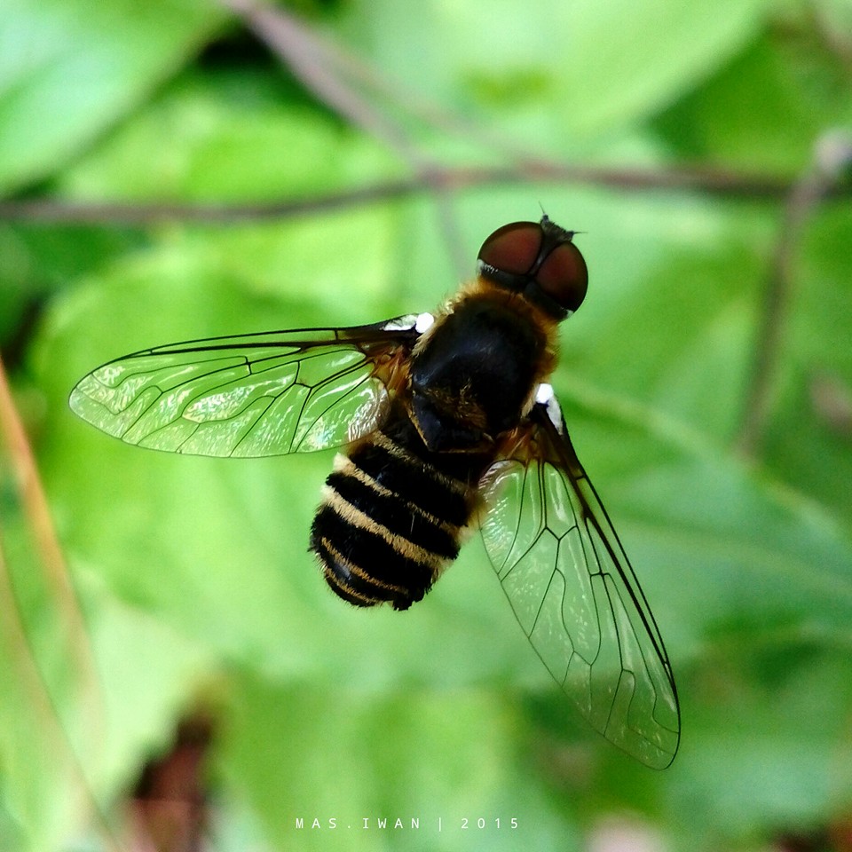 Insect Picture digital macro photography Extreme Compilation - Macro ...