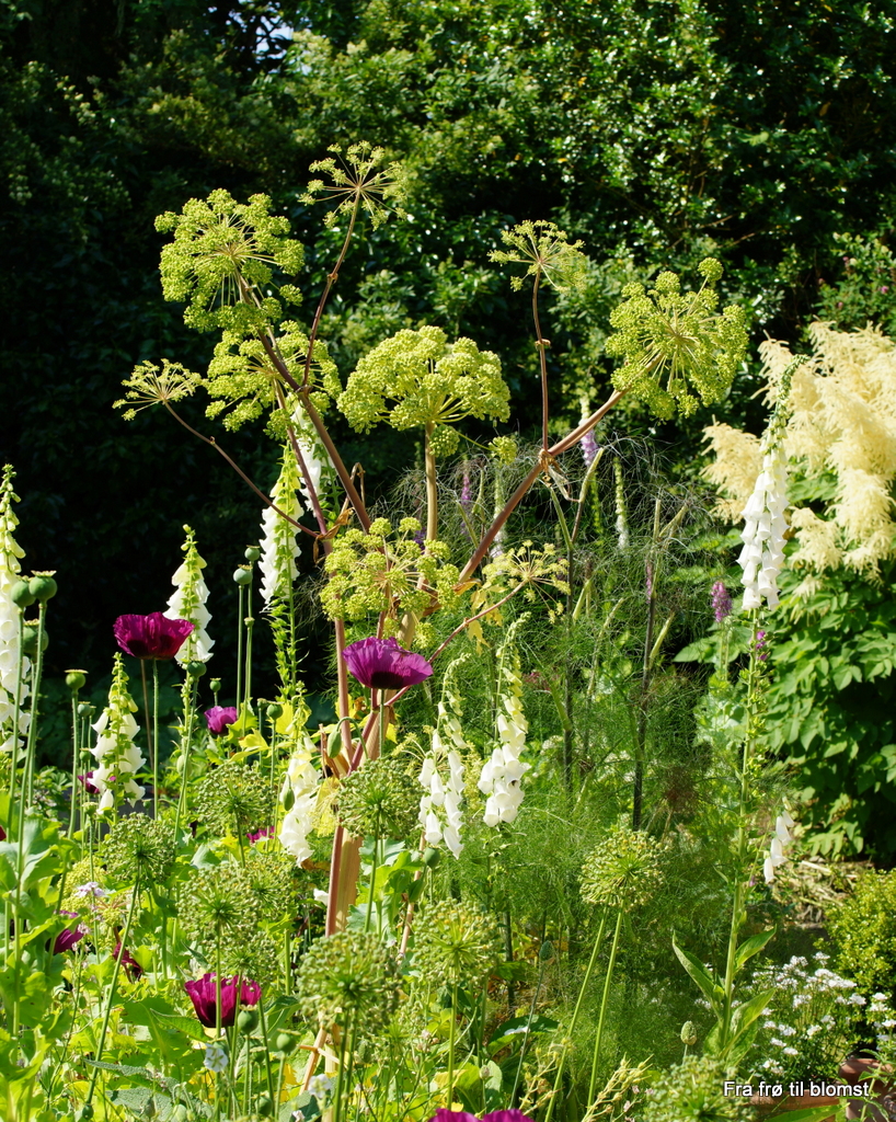 Fra frø til blomst: KVAN
