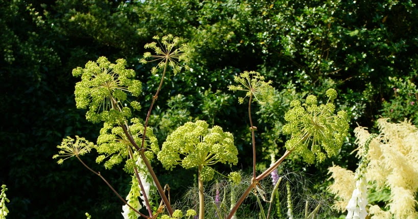Fra frø til blomst: KVAN