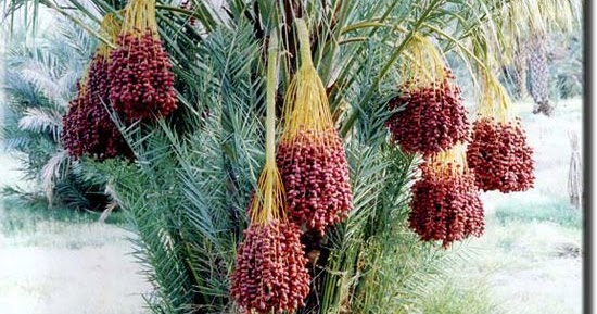 How to Grow Date Palm Tree, Growing Medjool Dates - Everything About Garden