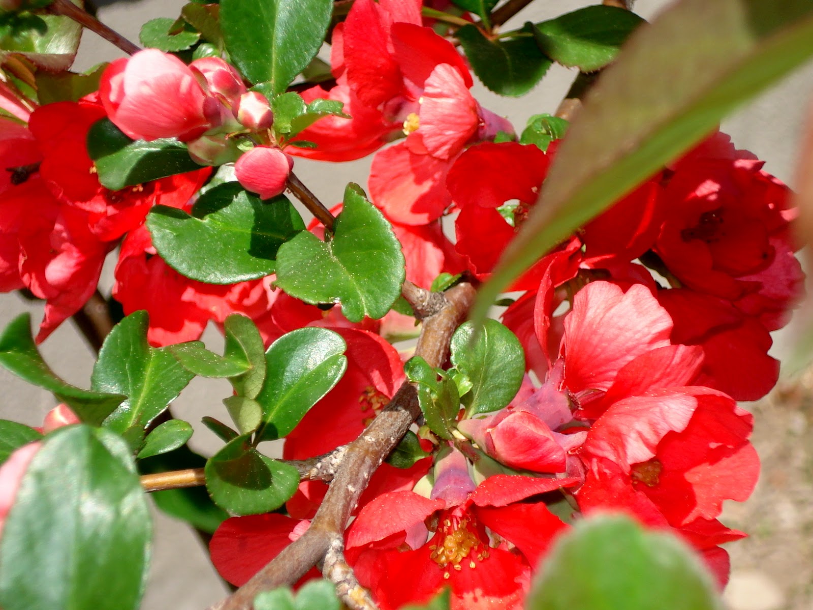 Arbuşti de primăvară, pomi fructiferi