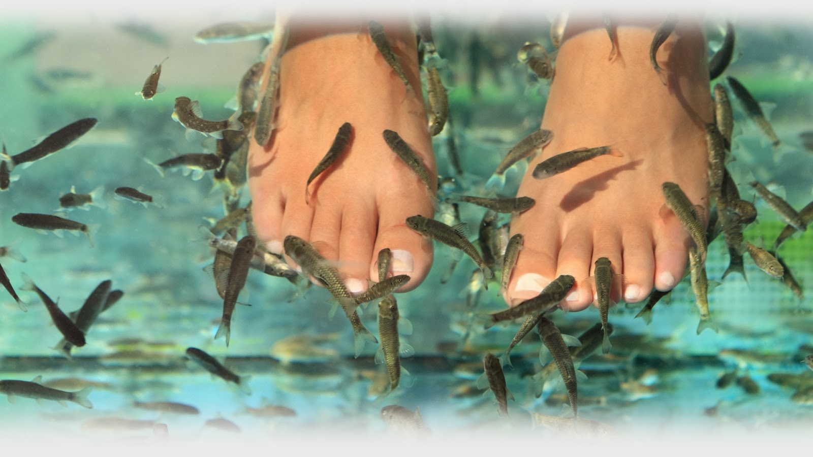 Pinceladas Actuales: Garra Rufa, El Pez Doctor