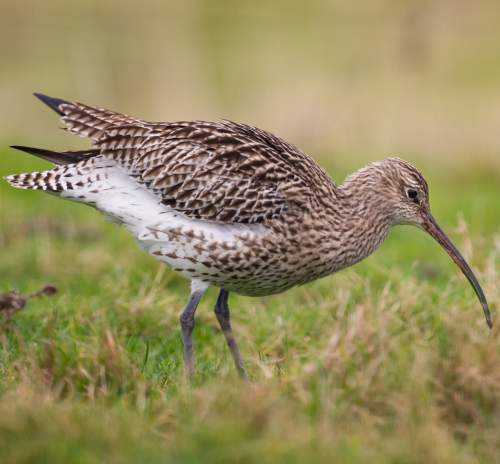 Eurasian curlew | Birds of India | Bird World