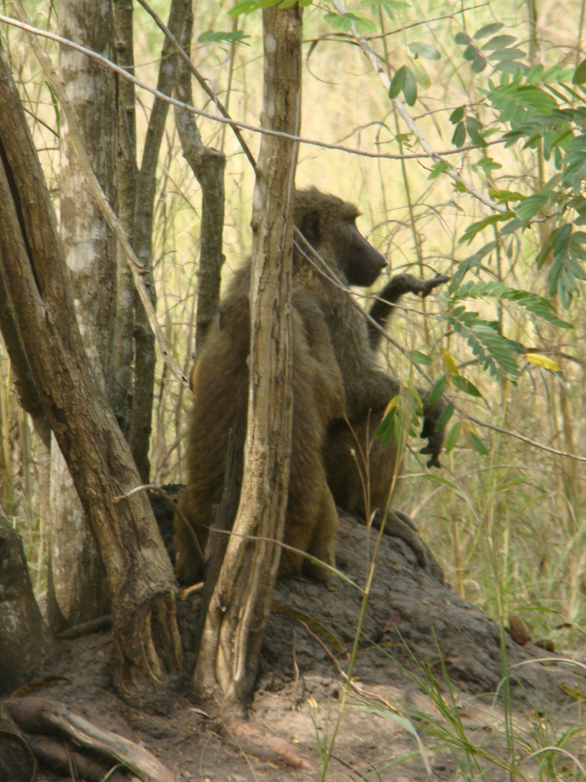 WAKING PLANET: Selected Flora and Fauna of Ghana,West Africa