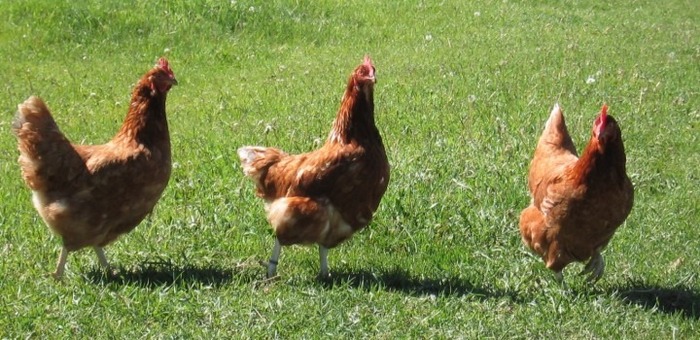 Two Men and a Little Farm: HOMELESS HENS AND UNWANTED CHICKENS