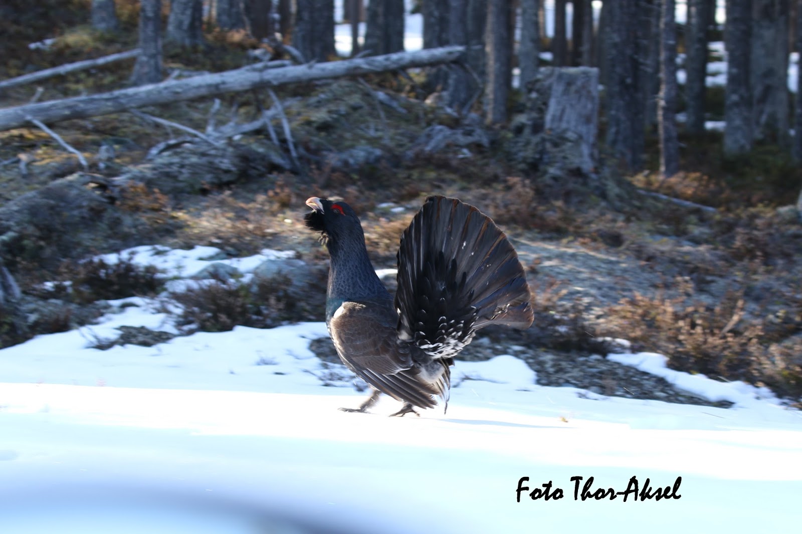 Thor-Aksel`s FOTO BLOGG: TIUR