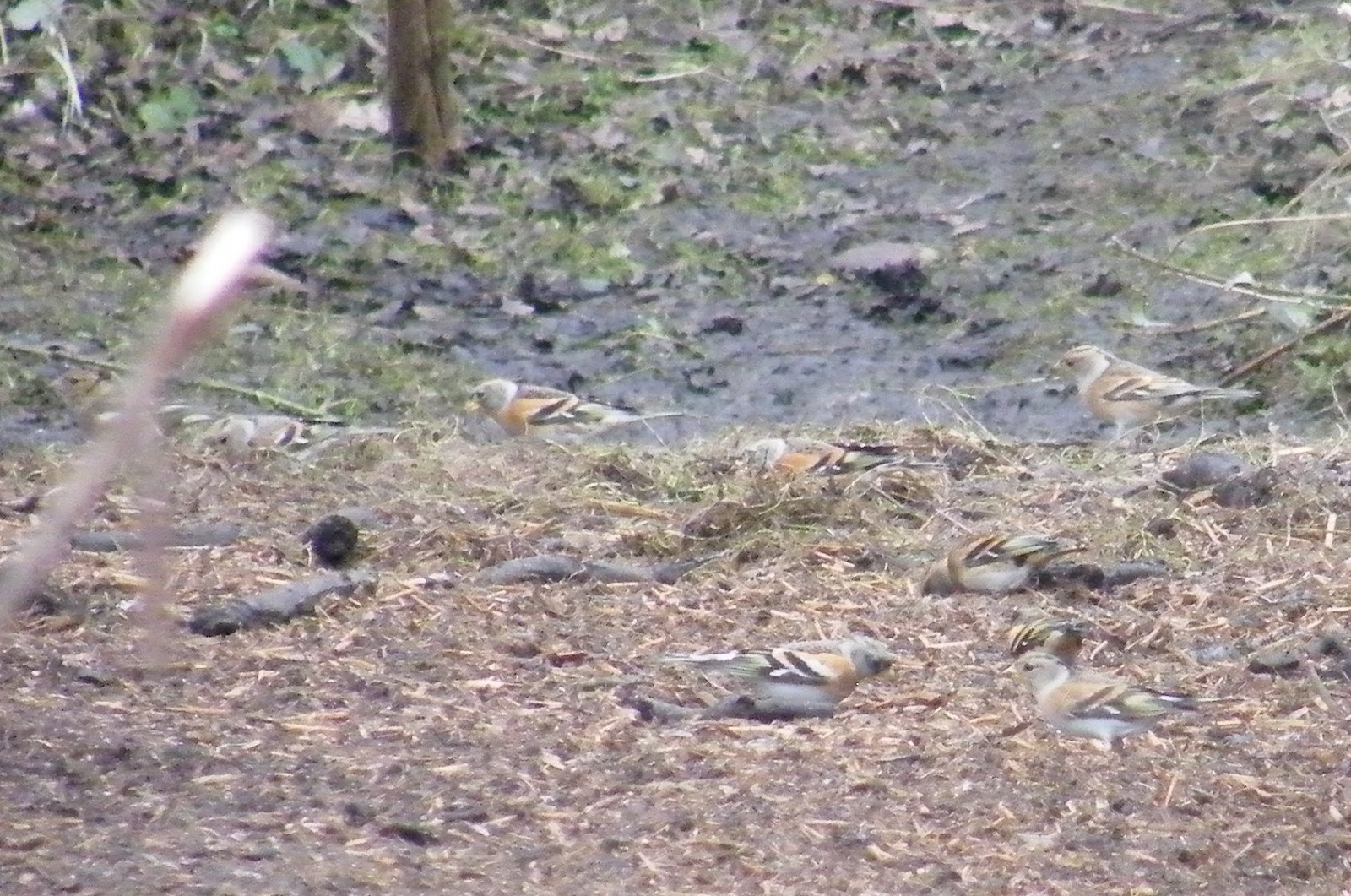 Moysie's Birding Blog: Great Livermere Lifer