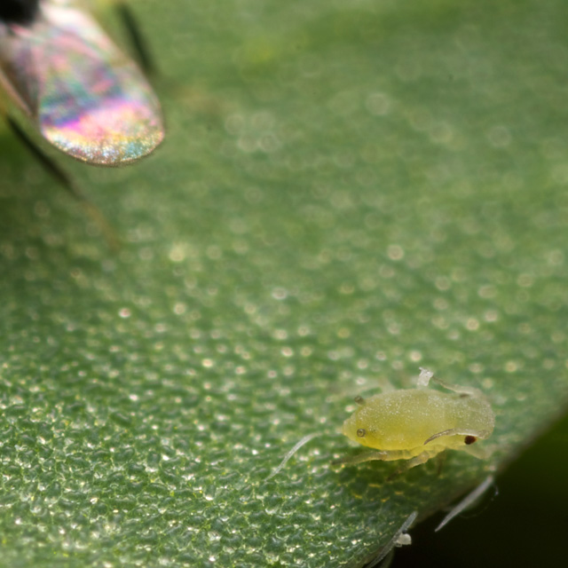 ムシをデザインしたのはダレ？: ツヤコバチ科 ( Aphelinus sp. ) 産卵
