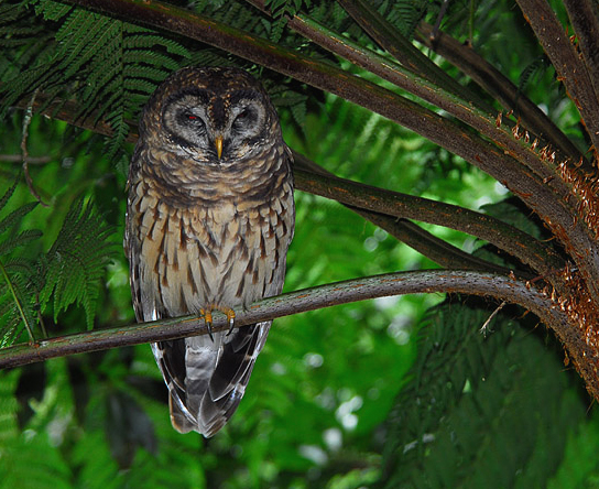 Bellas Aves de El Salvador: Strix fulverens (búho fulvo)