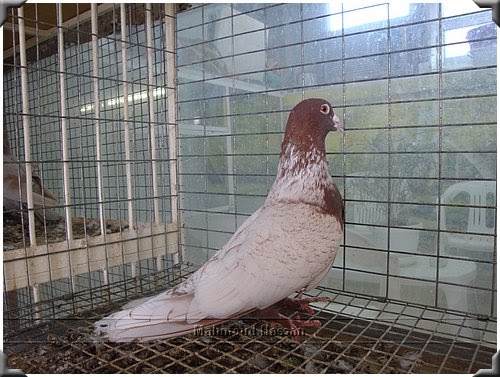 Pigeons for sale: Rare Color racing pigeon
