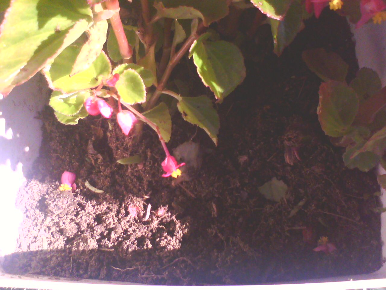 ALLISSONECOMPANHIA: TRANSPLANTE DE CHORÕES