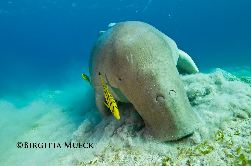 Film Photo Adventure: Dugong, the mystical mermaid...