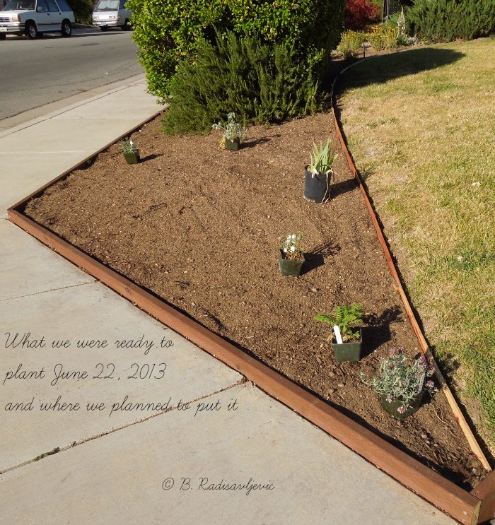 Barb's Garden Observations