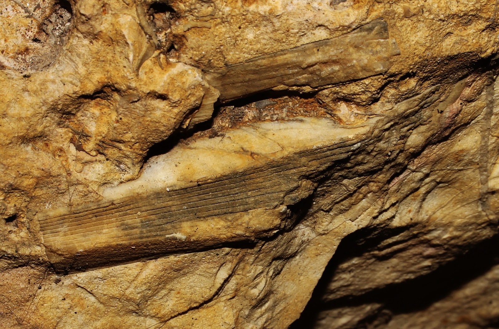 Biodiversity of Cyprus by NGO Protection of the Natural Heritage and ...