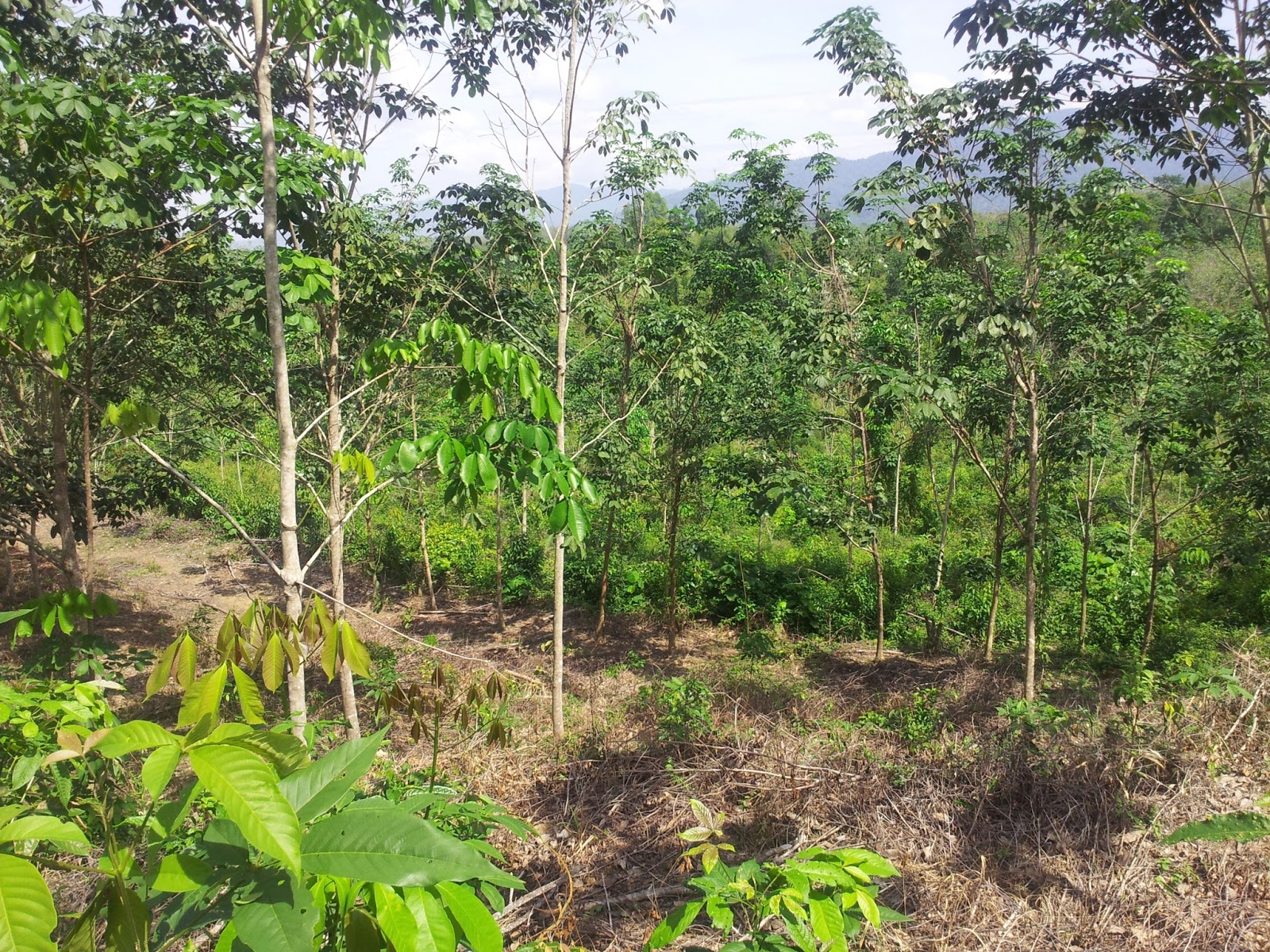 Jual Beli Tanah Negeri Sembilan : Tanah Kebun Getah, Bongek, Rembau ...