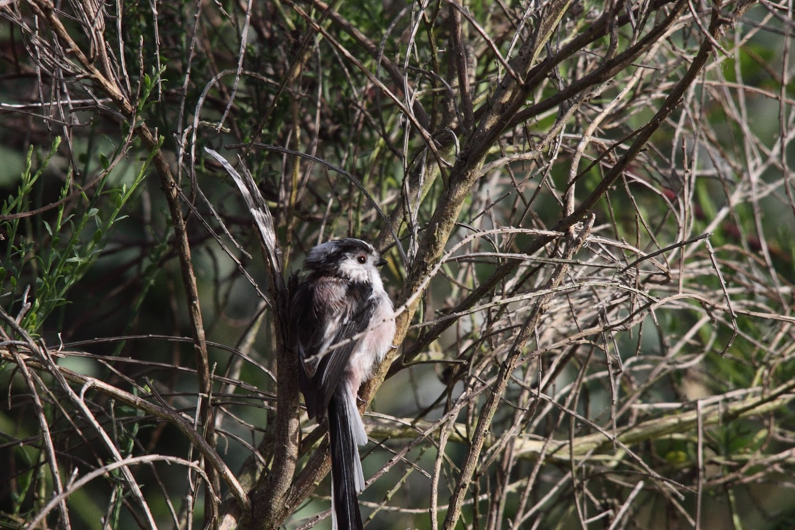 Wanstead Birding: September 2016